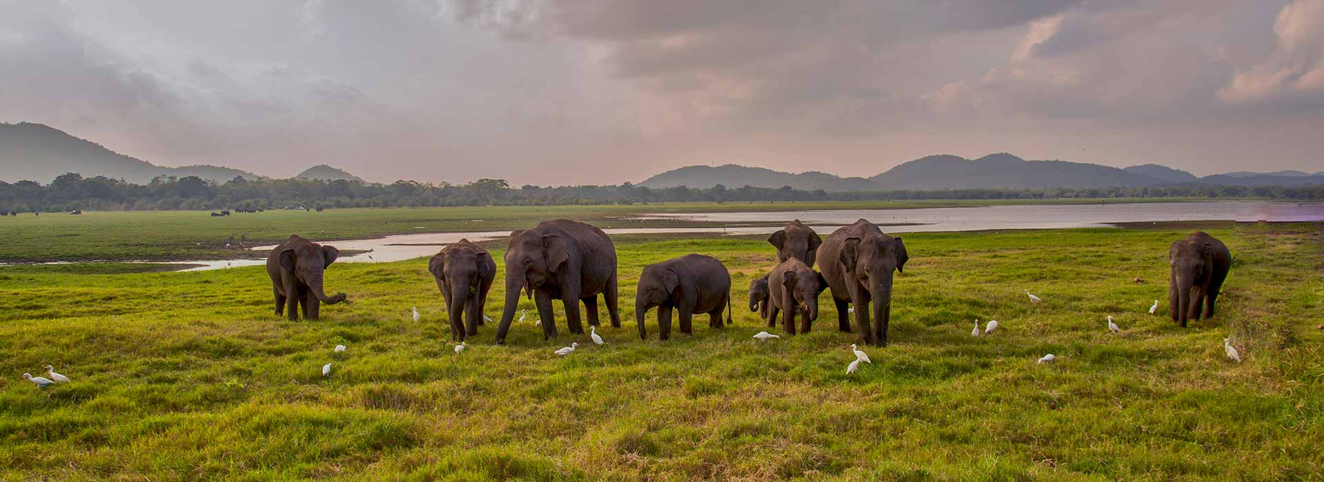 Plan Your Holiday in Yala - Amex Destinations