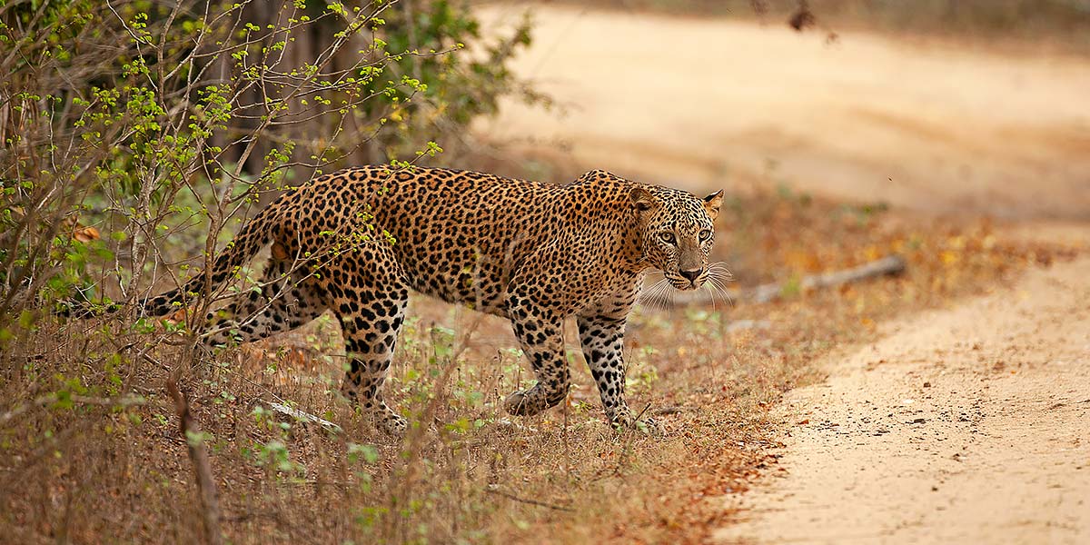 Place To Visit & Things To Do in Yala | Experience Sri Lanka with Amex NTB